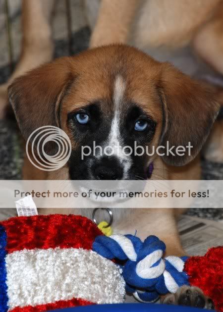 Random Puppy Pictures | Puppy Forum and Dog Forums