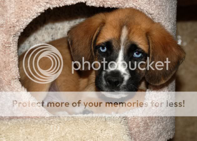 Random Puppy Pictures | Puppy Forum and Dog Forums