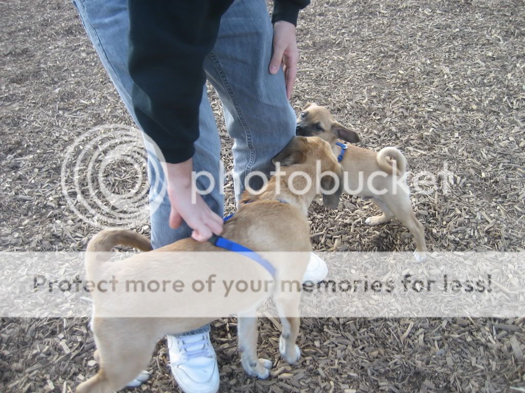 Dex's First Time Inside the Dog Park!! | Puppy Forum and Dog Forums